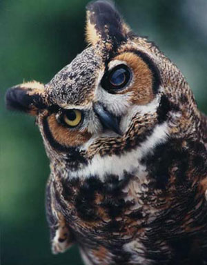 Beware of the Owl - Reluctant Habits